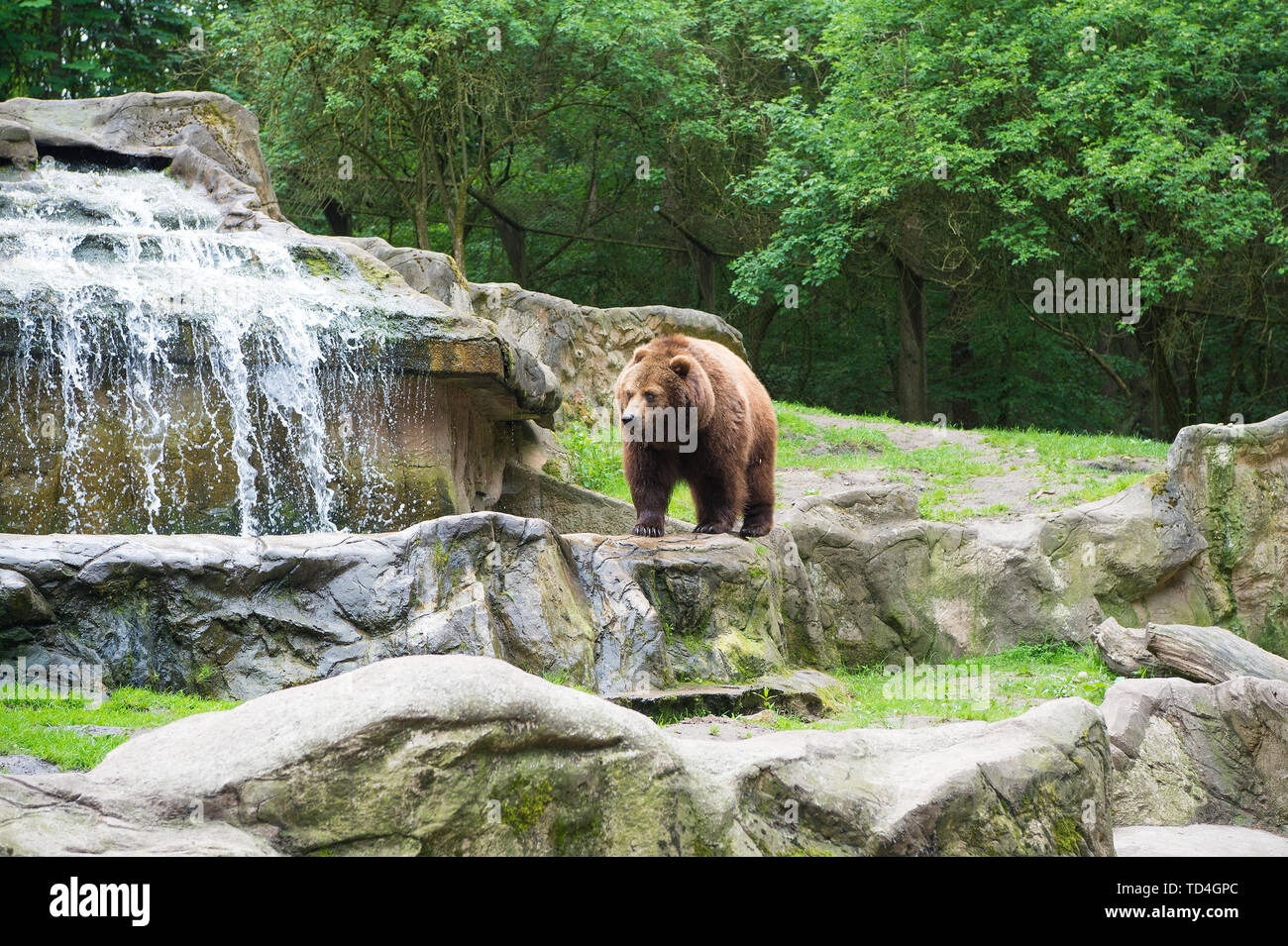 Cute big bear stony landscape nature background. Zoo concept. Animal ...