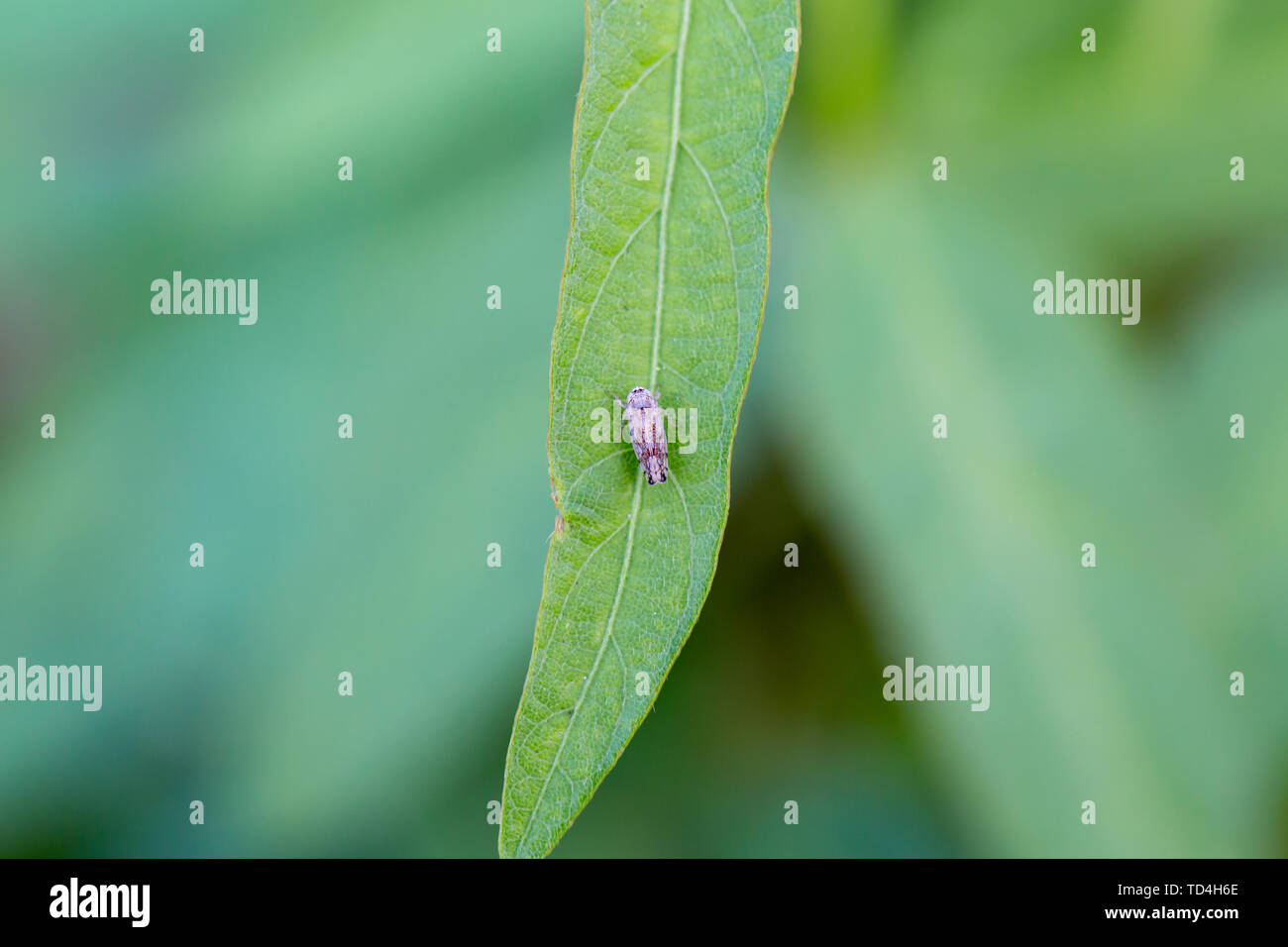 Zebra wax cicadas and flies dragonfly hi-res stock photography and ...