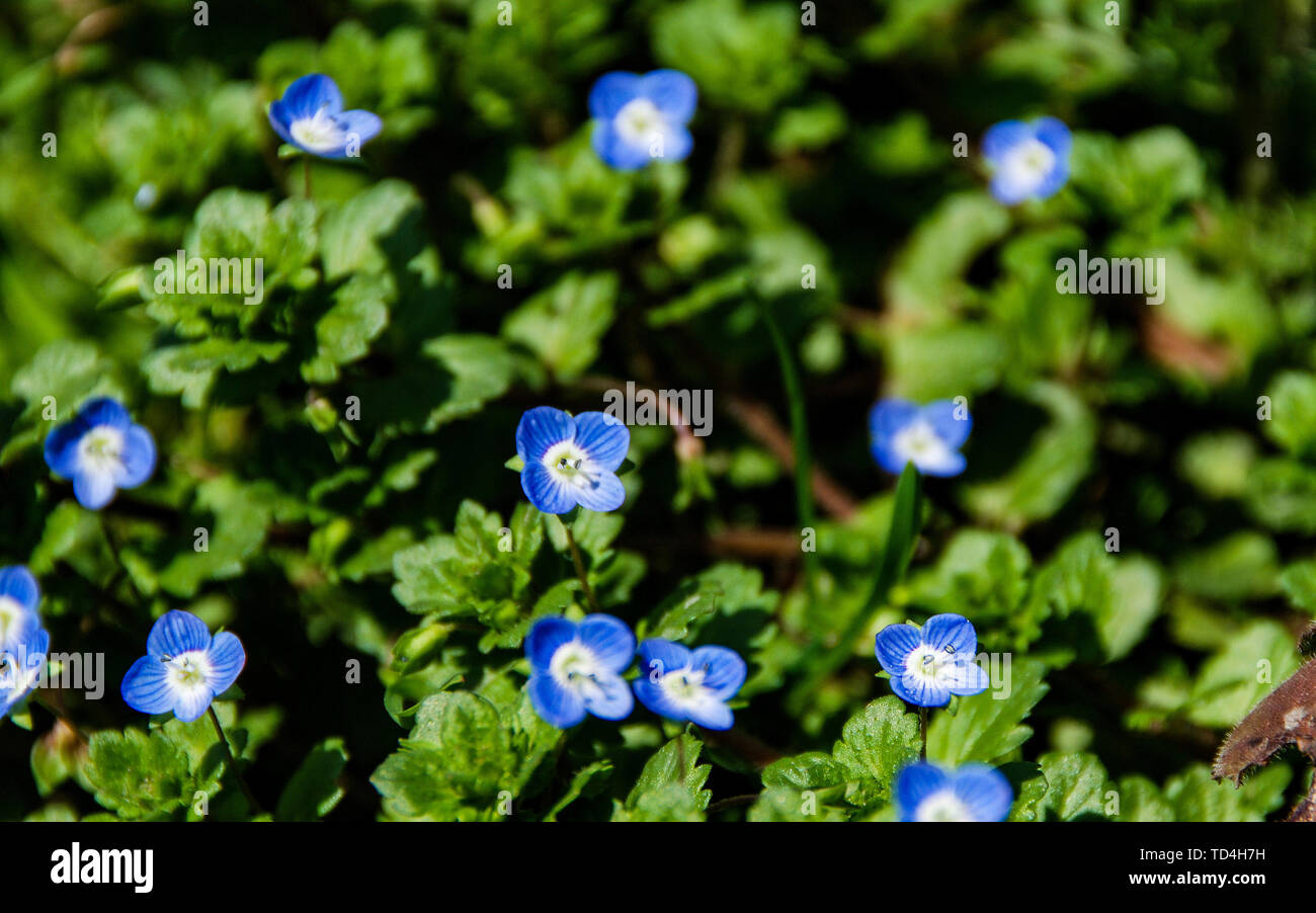 Little blue flowers Stock Photo - Alamy