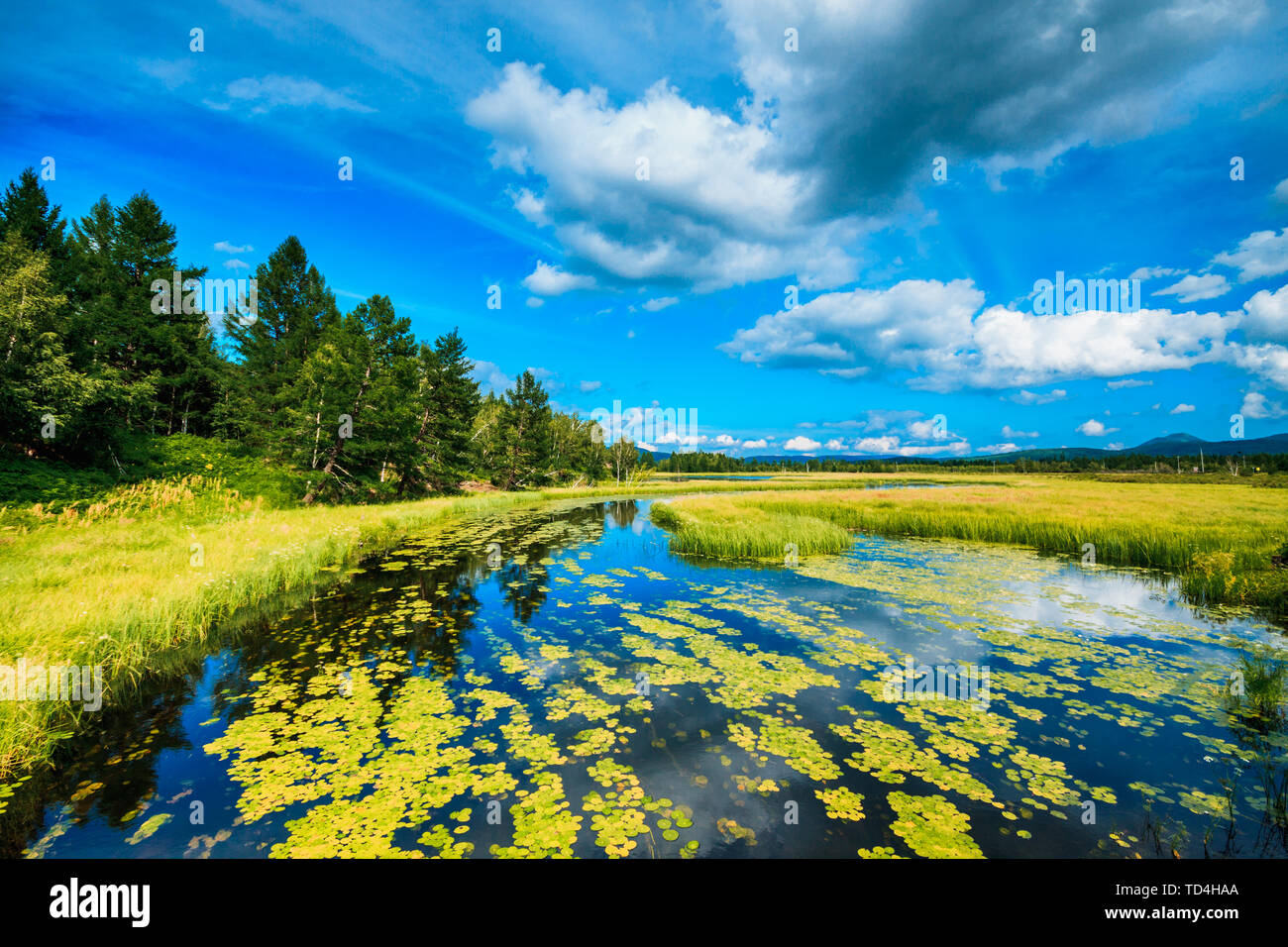 The flowers and grass of Alshan Stock Photo - Alamy