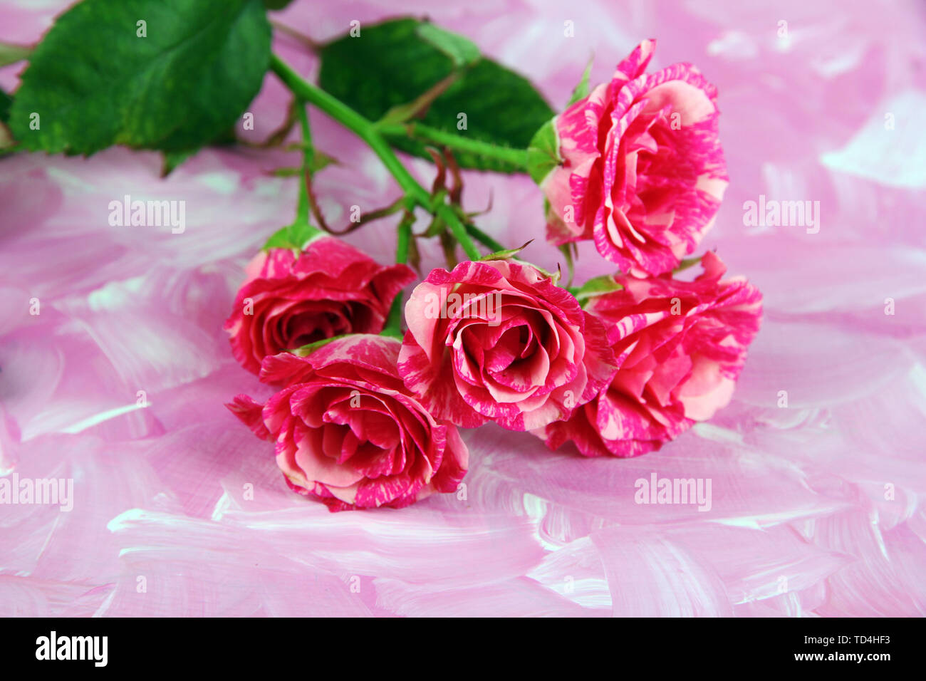 Beautiful pink roses close-up, on color background Stock Photo - Alamy