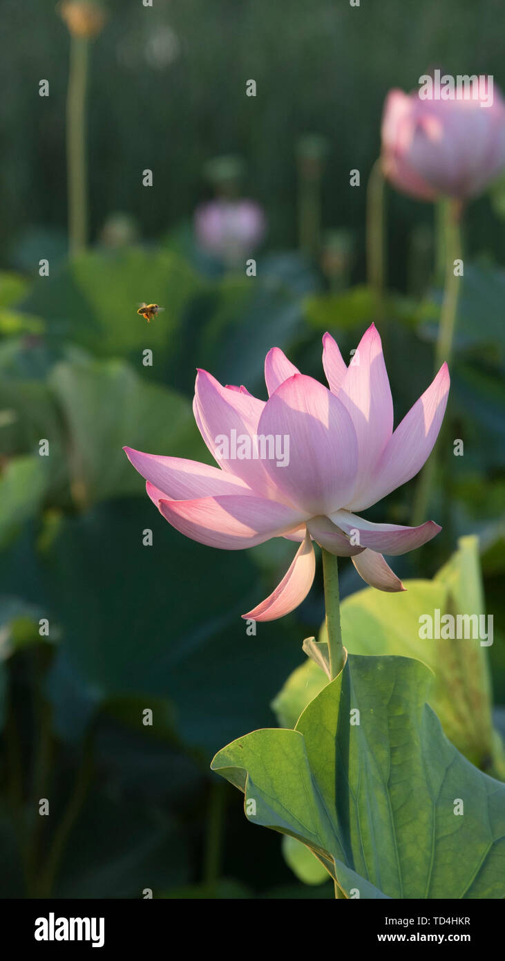 Cell phone, lock screen, picture Stock Photo - Alamy