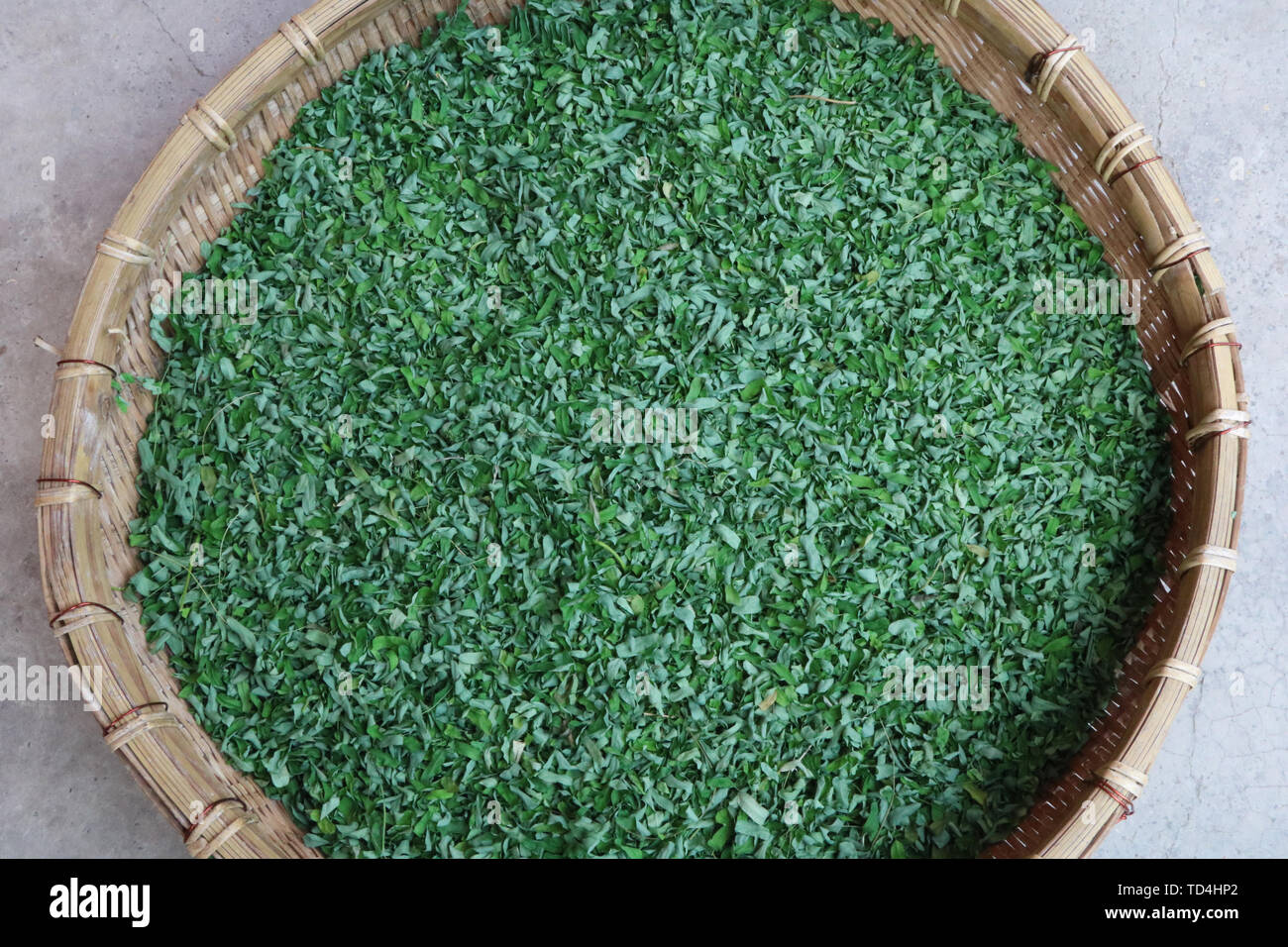 Compendium of Materia Medica Chicken Bone Grass Stock Photo - Alamy