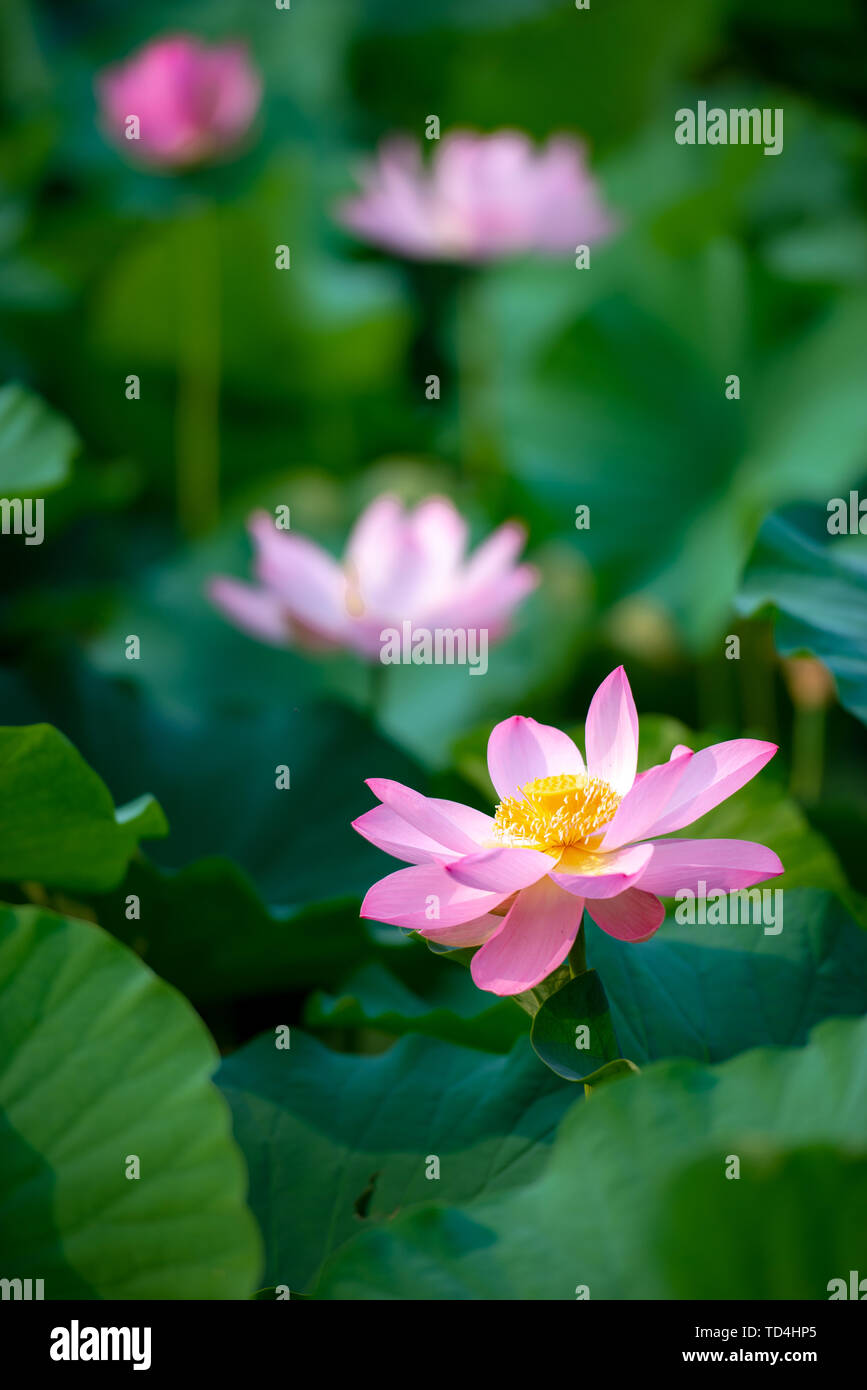 Four lotus flowers reflected in the lotus leaves in the Stock Photo - Alamy