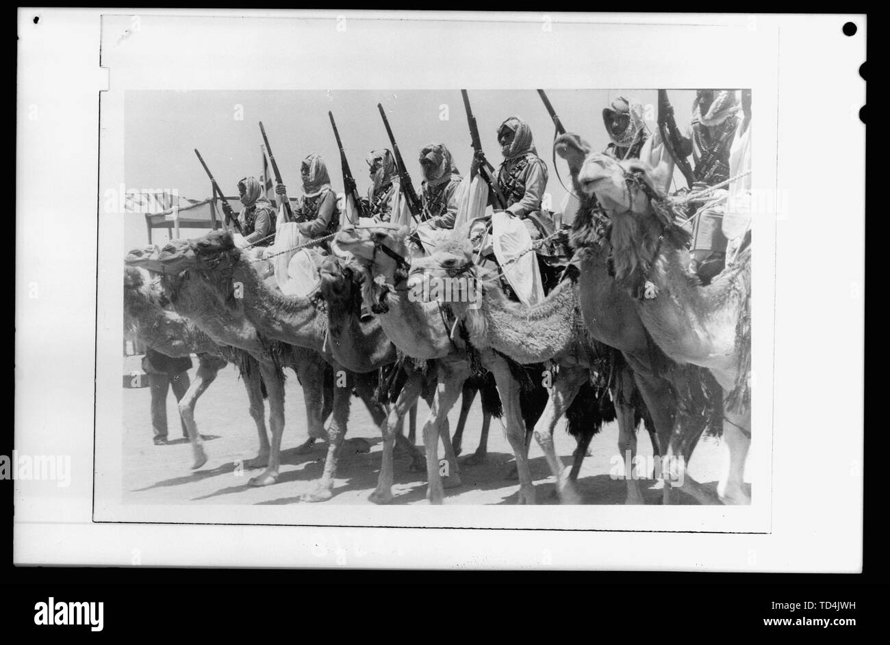 Arab legion camel corps hi-res stock photography and images - Alamy