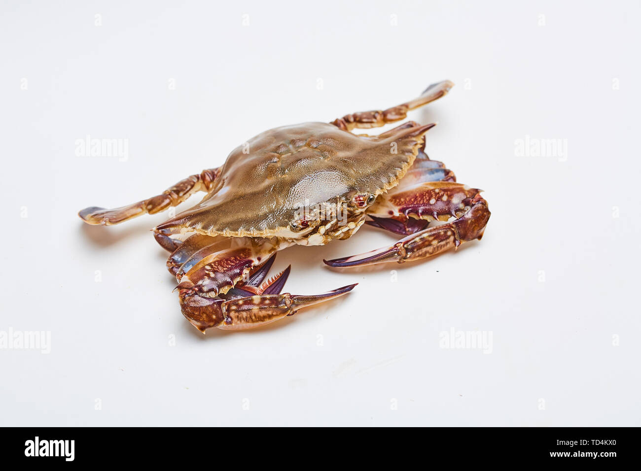 Crab clamp hi-res stock photography and images - Alamy