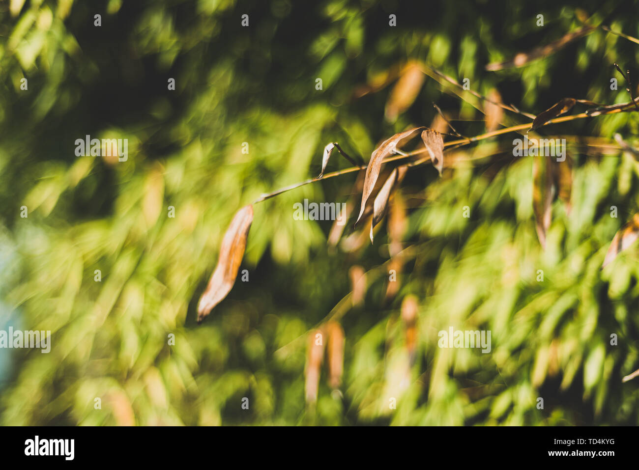 Dead tree leaves on autumn green plant background Stock Photo - Alamy