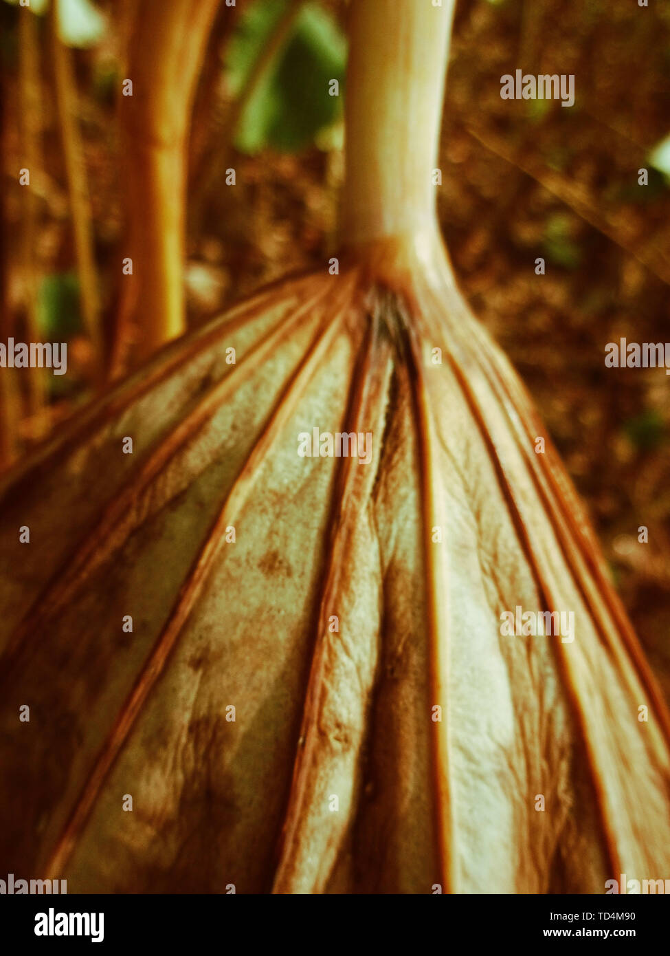 The withered lotus leaf Stock Photo - Alamy