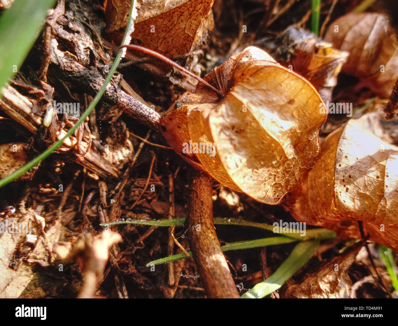Mature and withered mushroom fruit Stock Photo - Alamy