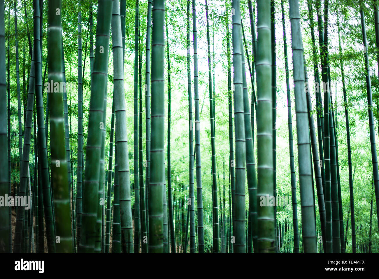 Anji bamboo forest hi-res stock photography and images - Alamy