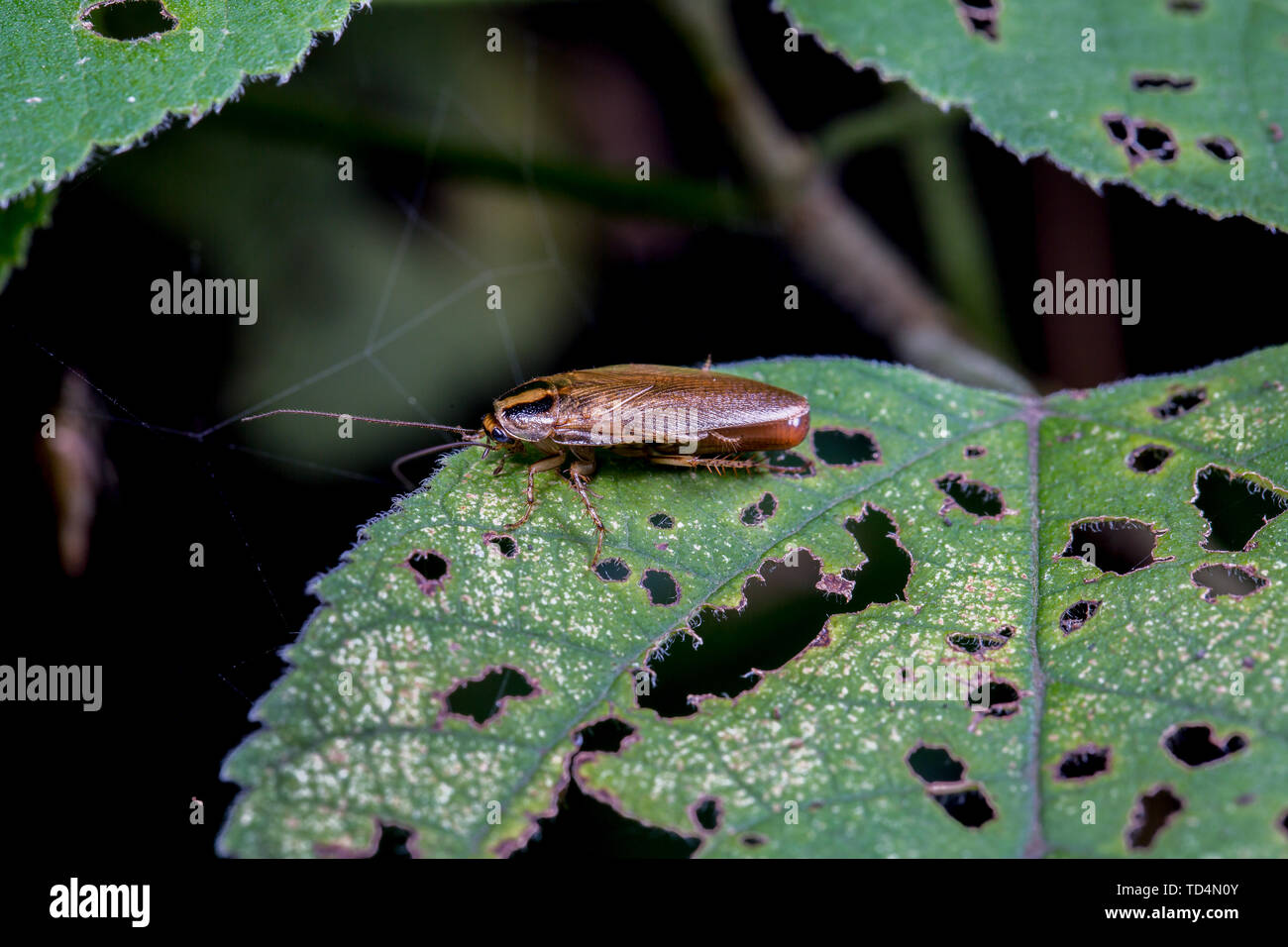 Cockroaches breeding hi-res stock photography and images - Alamy