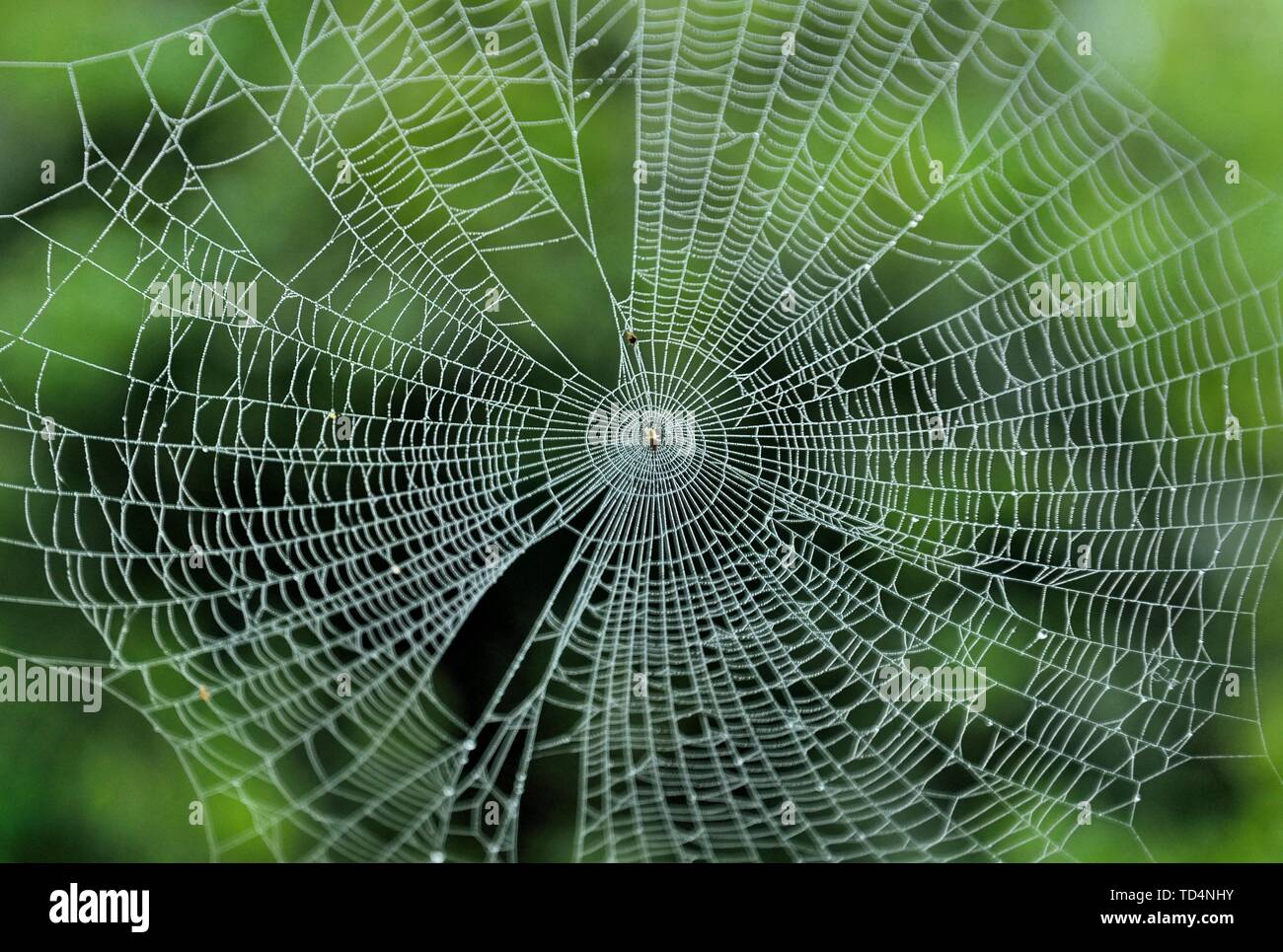 Spider webs spider wide trap hi-res stock photography and images - Alamy