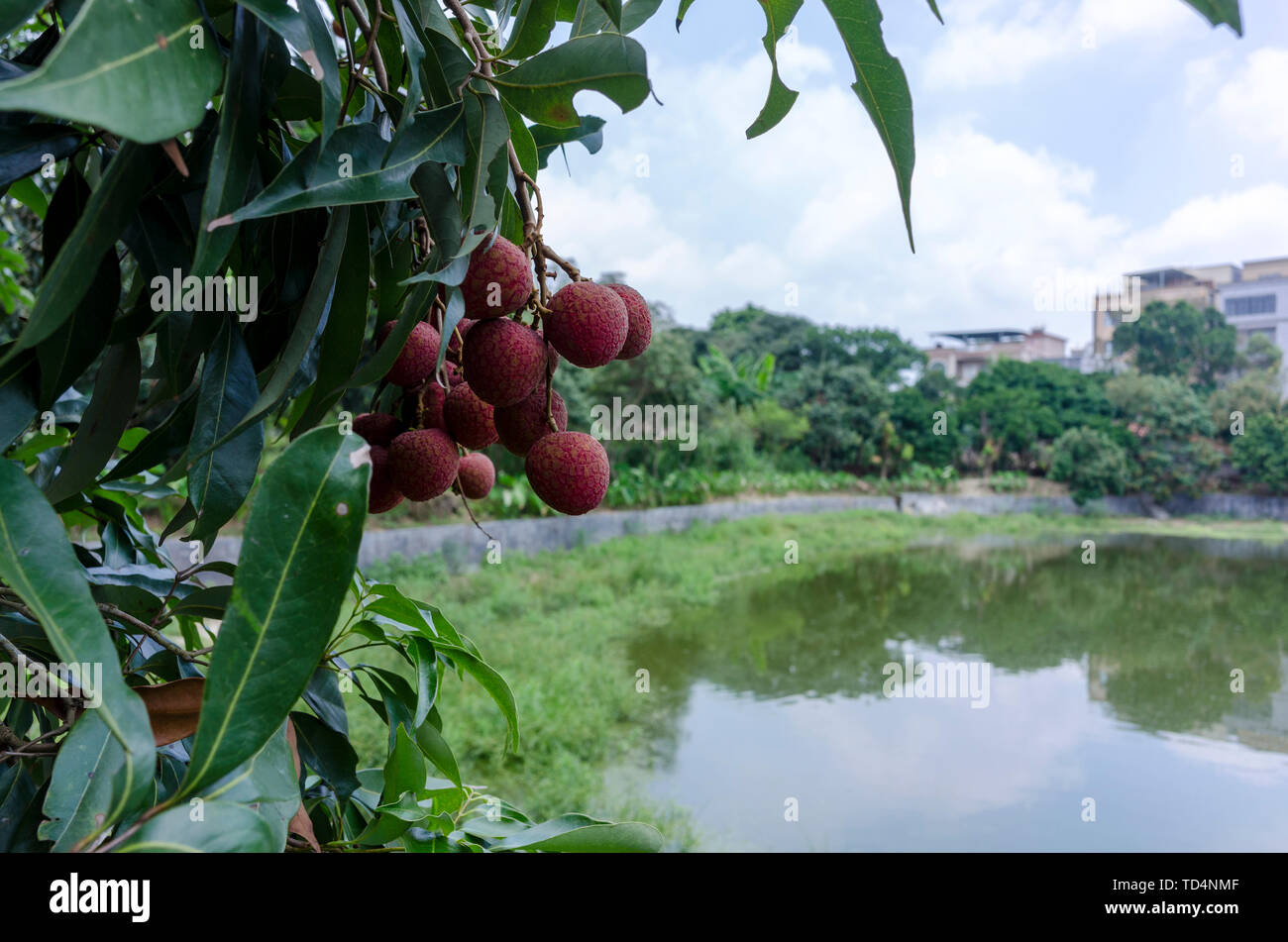 Litchi, yellow skin and dumplings Stock Photo - Alamy