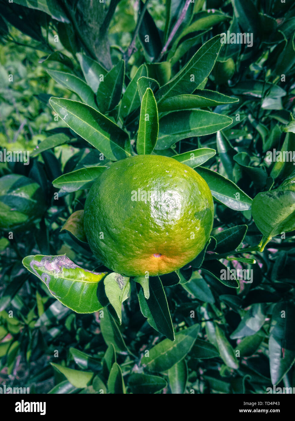 Yellowing fruits hi-res stock photography and images - Alamy