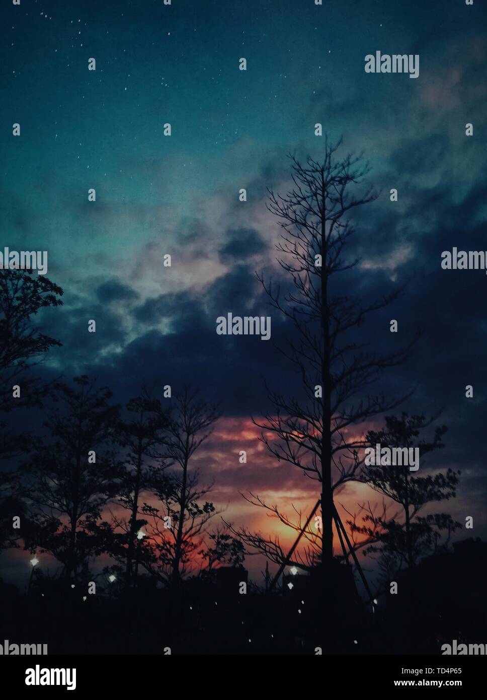 Trees miscellaneous hi-res stock photography and images - Alamy