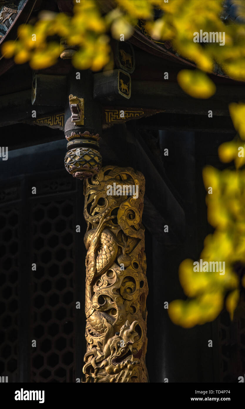 Ancient golden Ginkgo biloba Stock Photo - Alamy