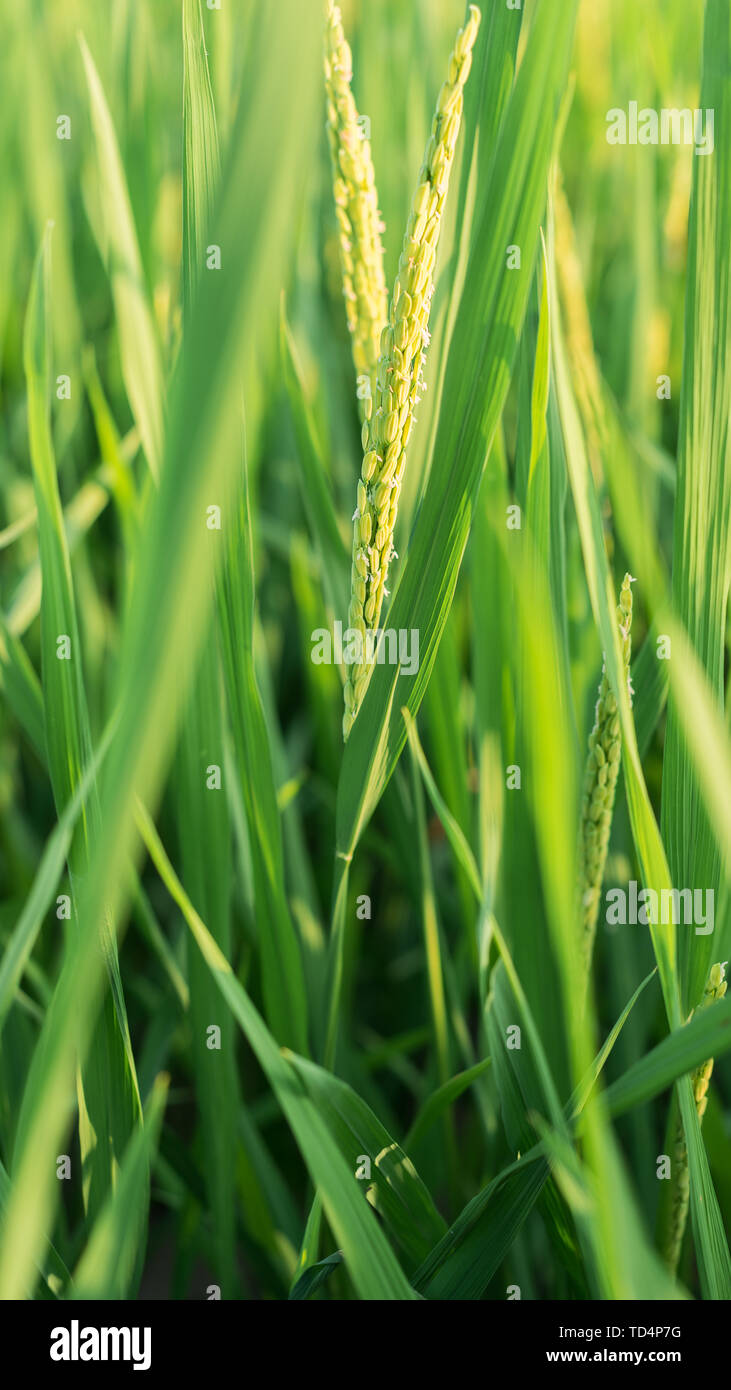Small fresh healing system Stock Photo - Alamy
