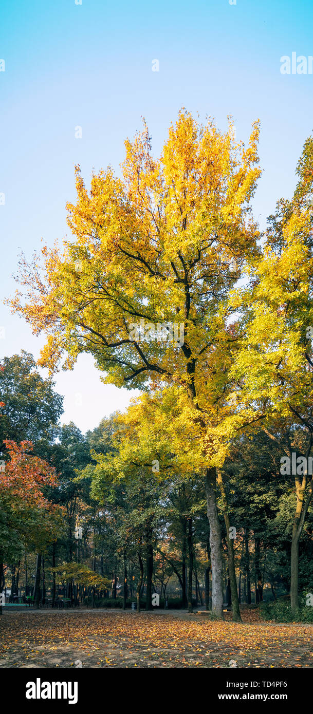 Autumn Park, Tianping Mountain, Suzhou Stock Photo - Alamy