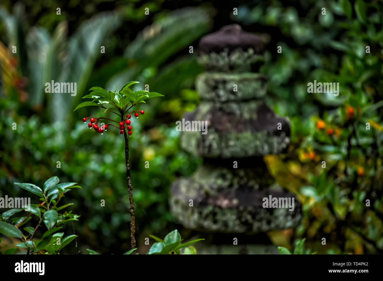 Fire bean plant hi-res stock photography and images - Alamy