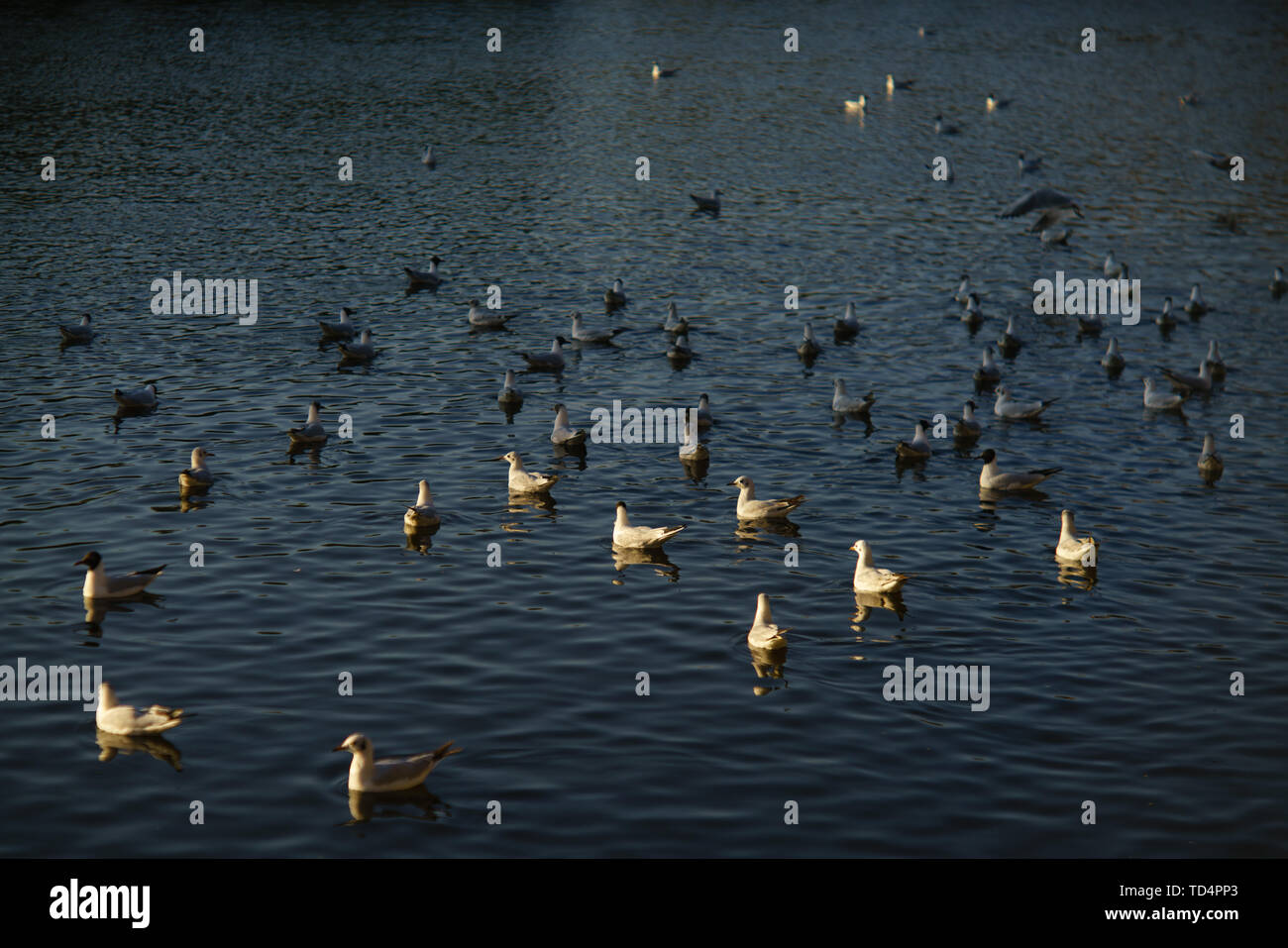 Waterfowl geese no one has pond reflecting the wild animals hi-res ...
