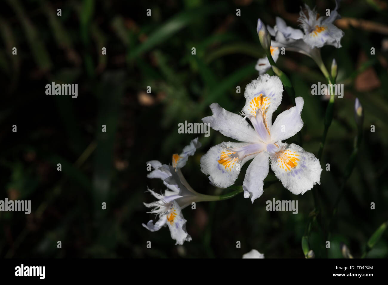 Purple butterfly toad seven butterfly flowers lily order terrestrial ...