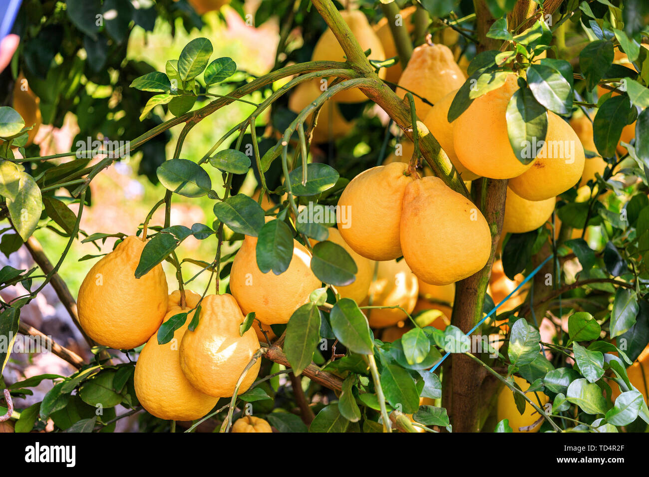 Shatian pomelo hi-res stock photography and images - Alamy
