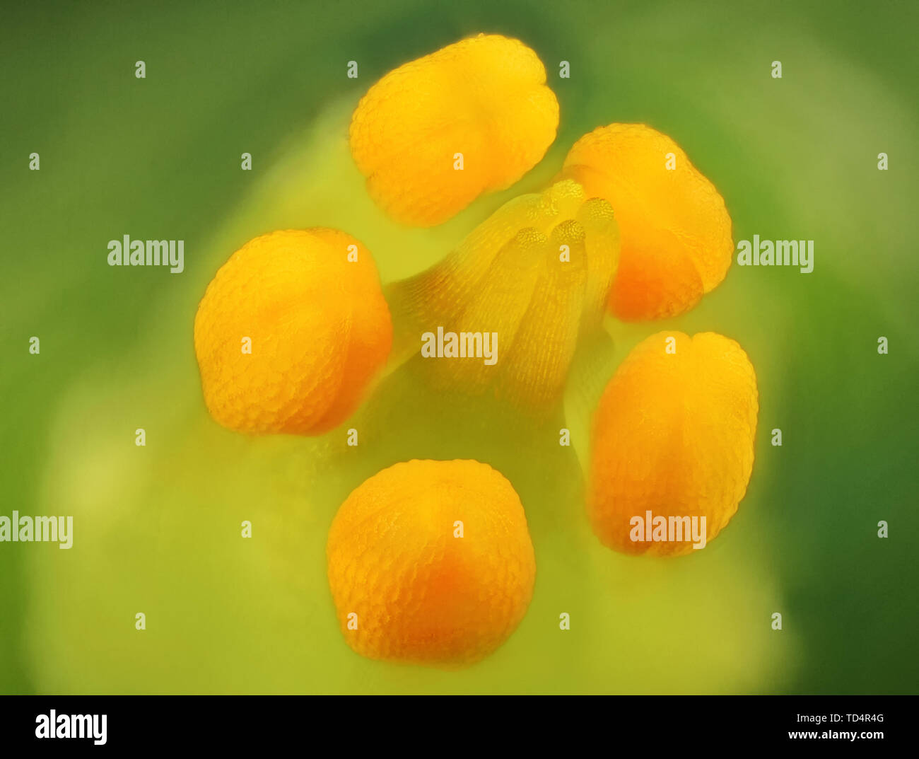 Beautiful outdoor grain planting model hi-res stock photography and ...