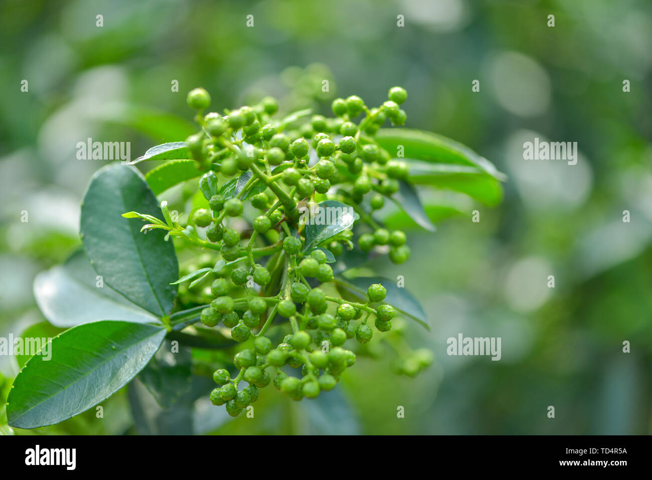 Pepper rattan pepper branch close-up HD large picture Stock Photo - Alamy