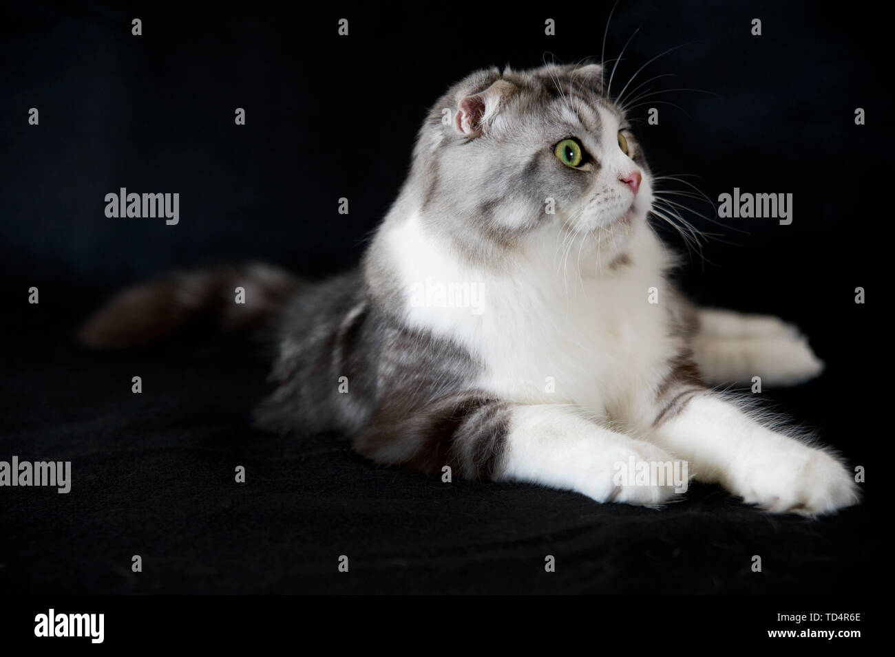 Scottish folding ear cat hi-res stock photography and images - Alamy