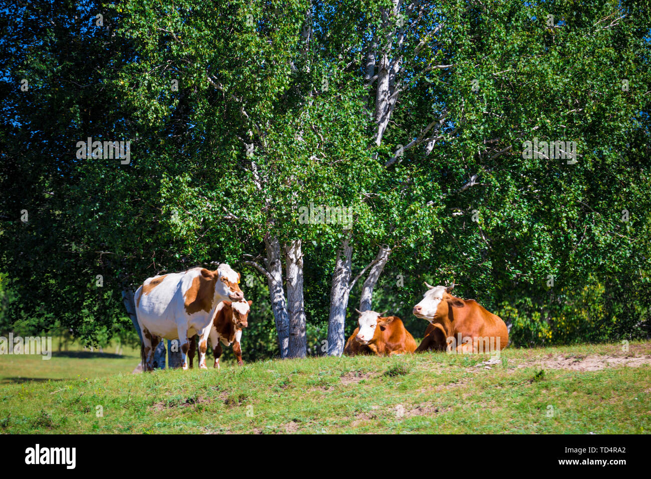 Farm animals with mammals and lawns and nature farms hi-res stock photography and images - Alamy