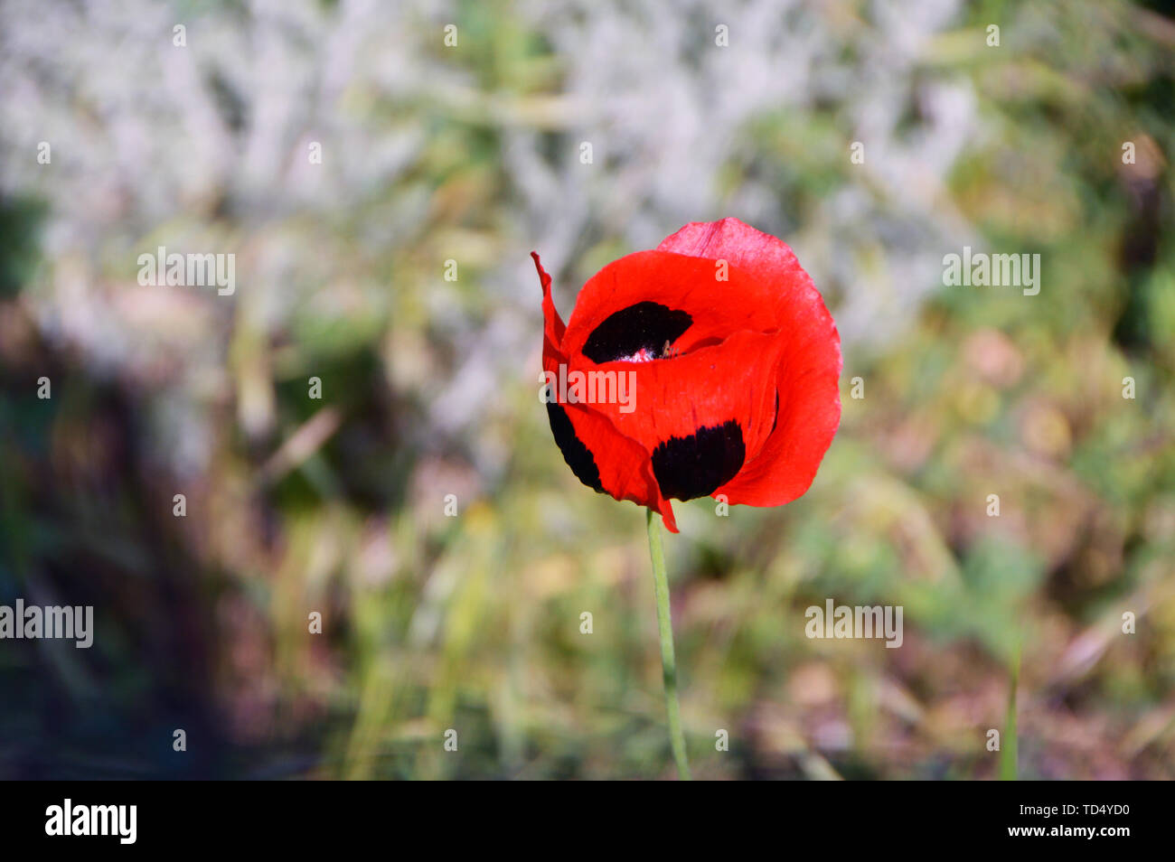 Red poppy with black spots hi-res stock photography and images - Alamy