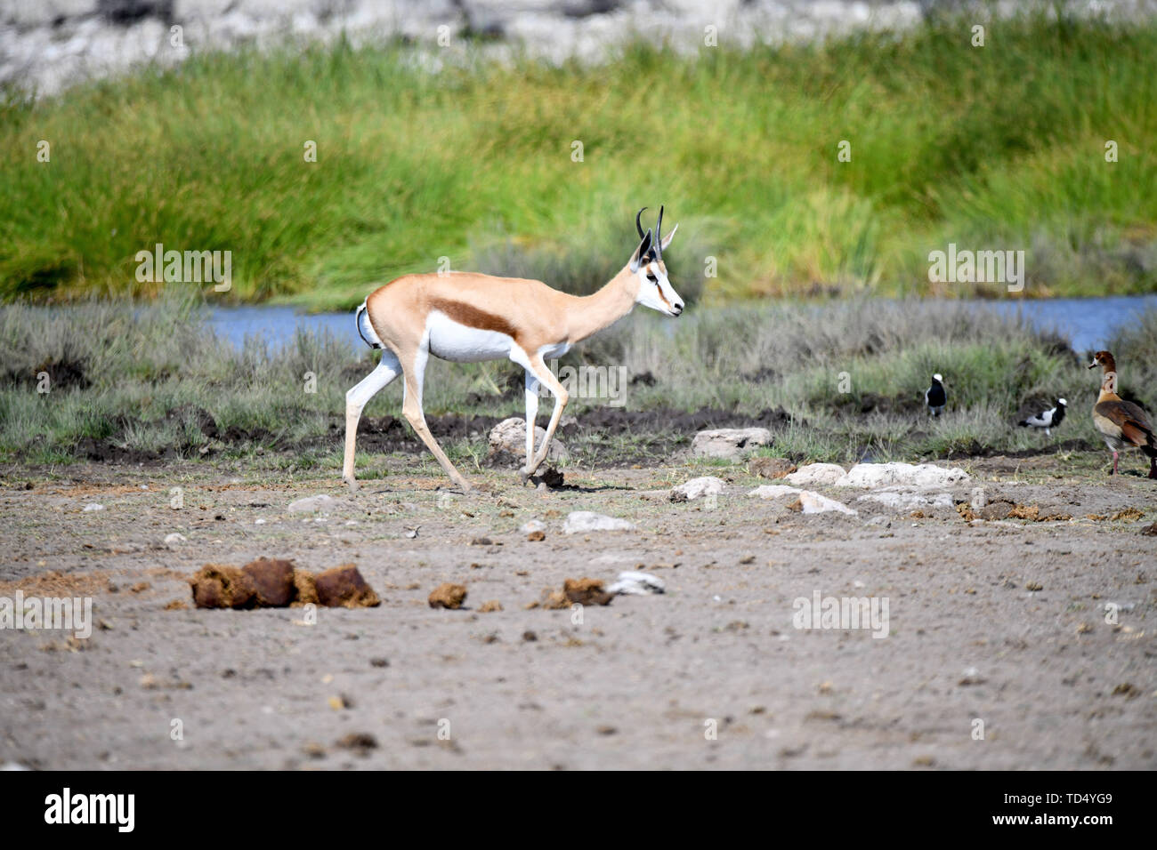 Largest gazelle in africa hi-res stock photography and images - Alamy