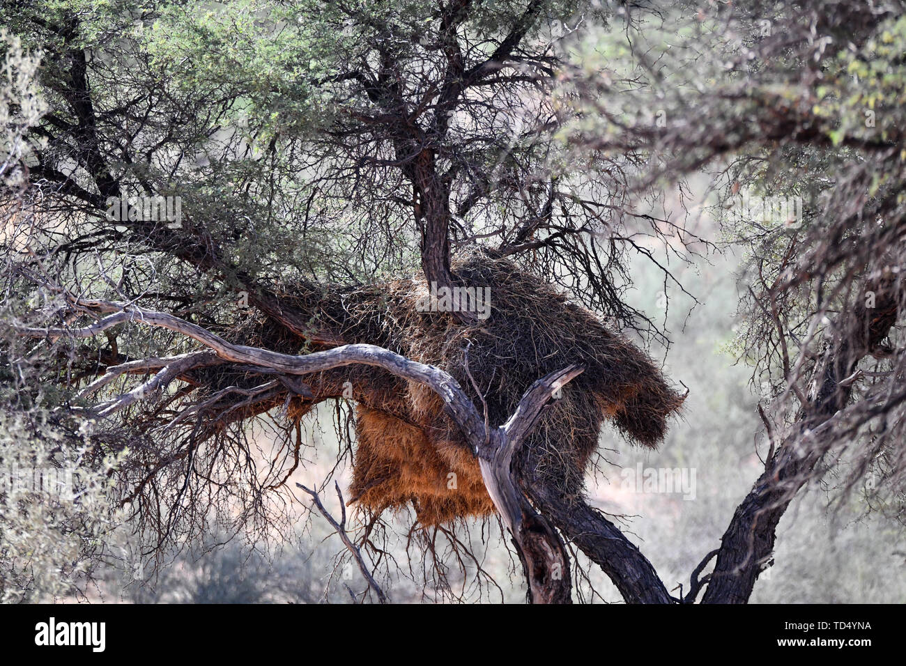 Nests of Webervoegeln, taken on 27.02.2019 in the South African ...