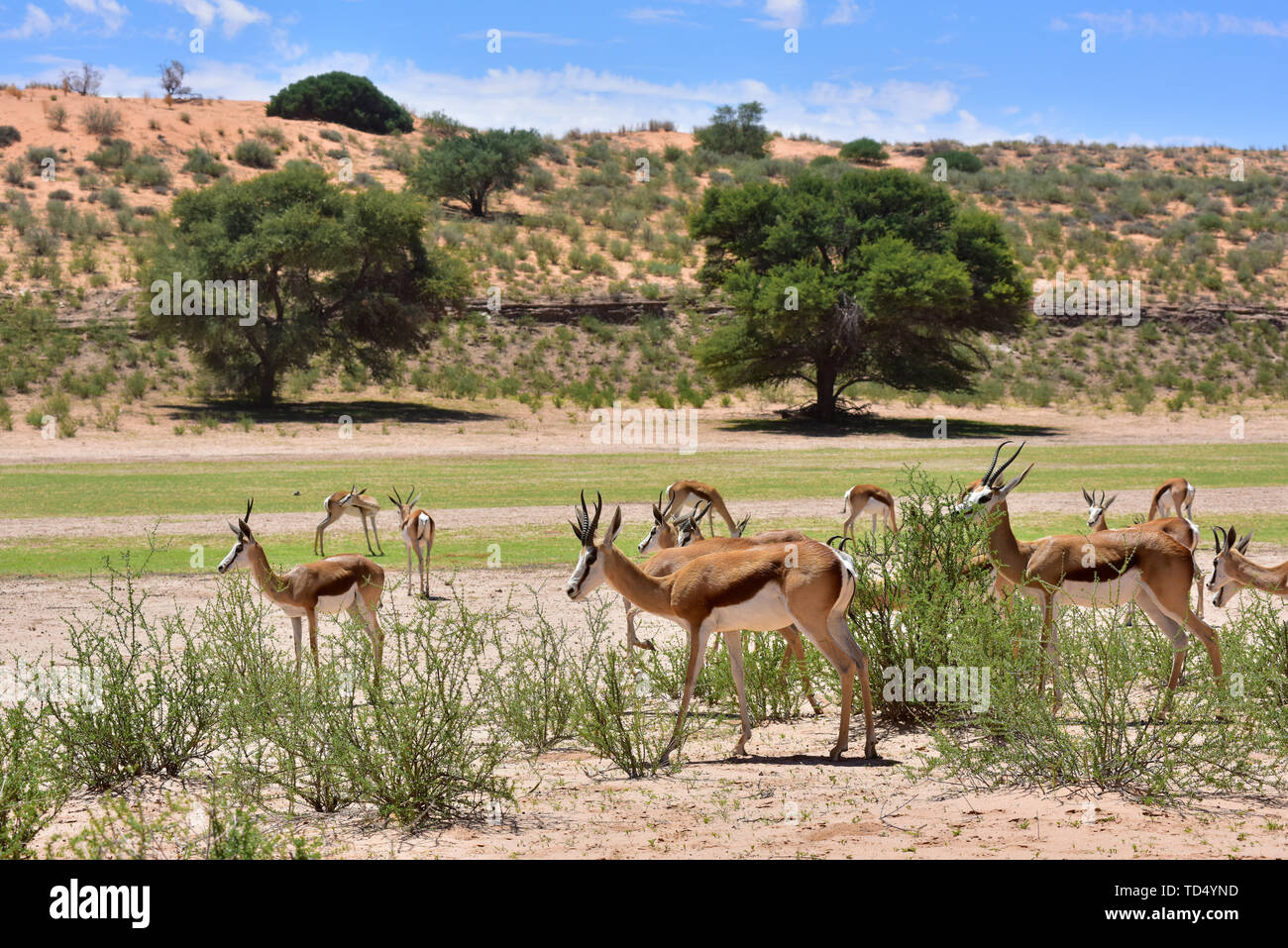 Namutoni, Namibia. 26th Feb, 2019. Spring bucket (Antidorcas ...