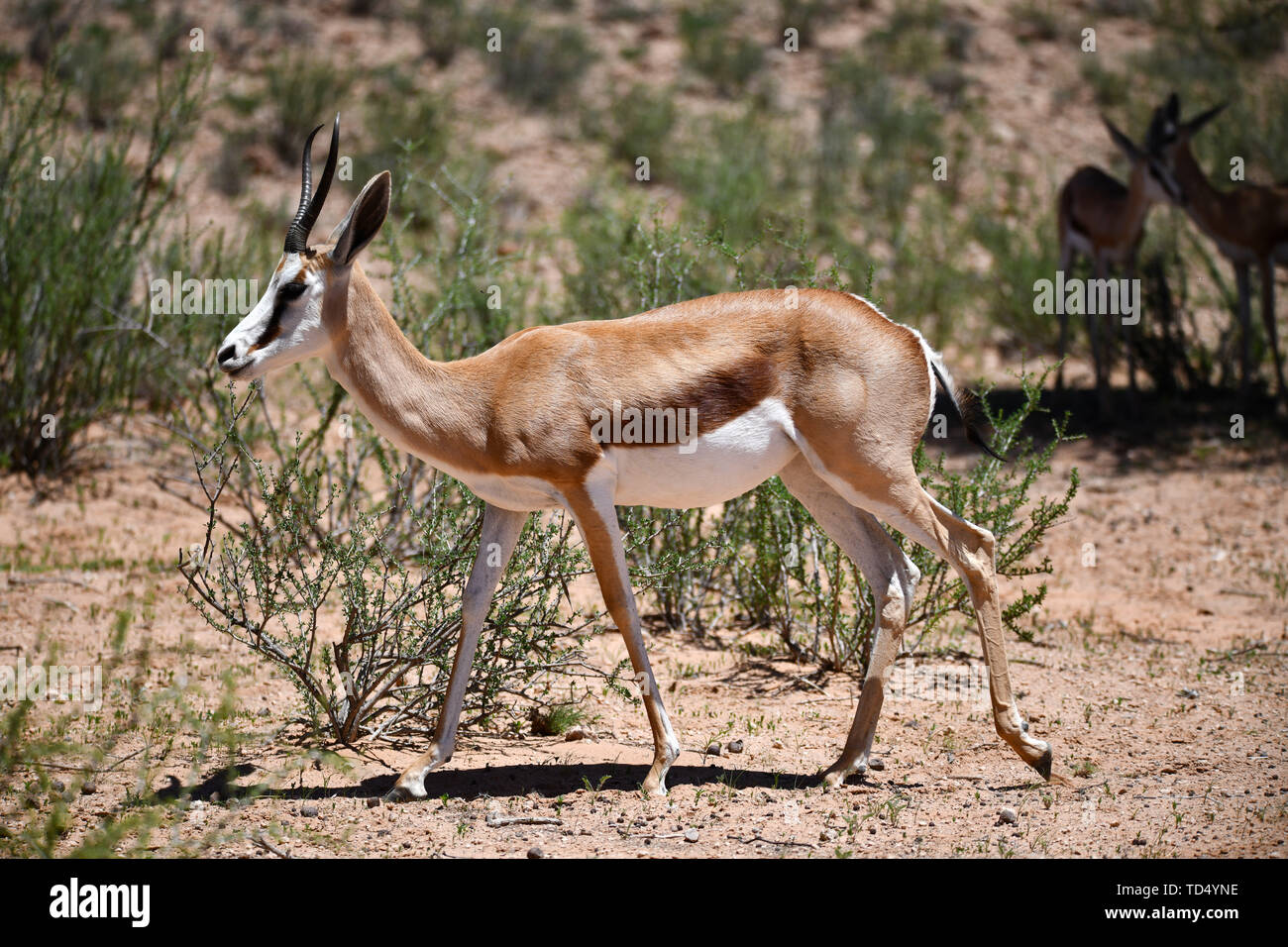 Springbok one horn hi-res stock photography and images - Alamy