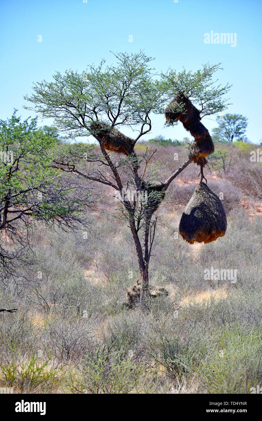 Nests of Webervoegeln, taken on 27.02.2019 in the South African ...