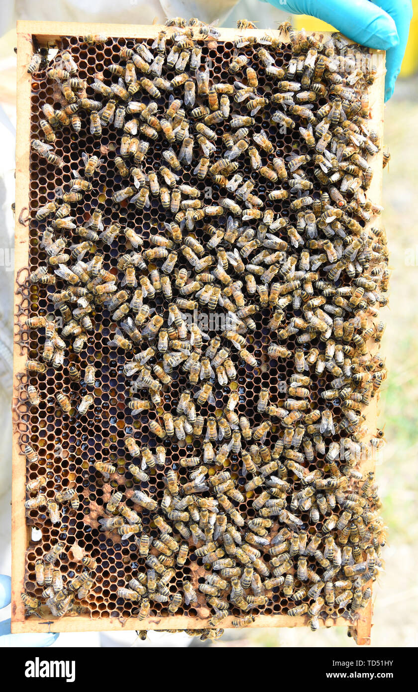 Biochemagrar hi-res stock photography and images - Alamy