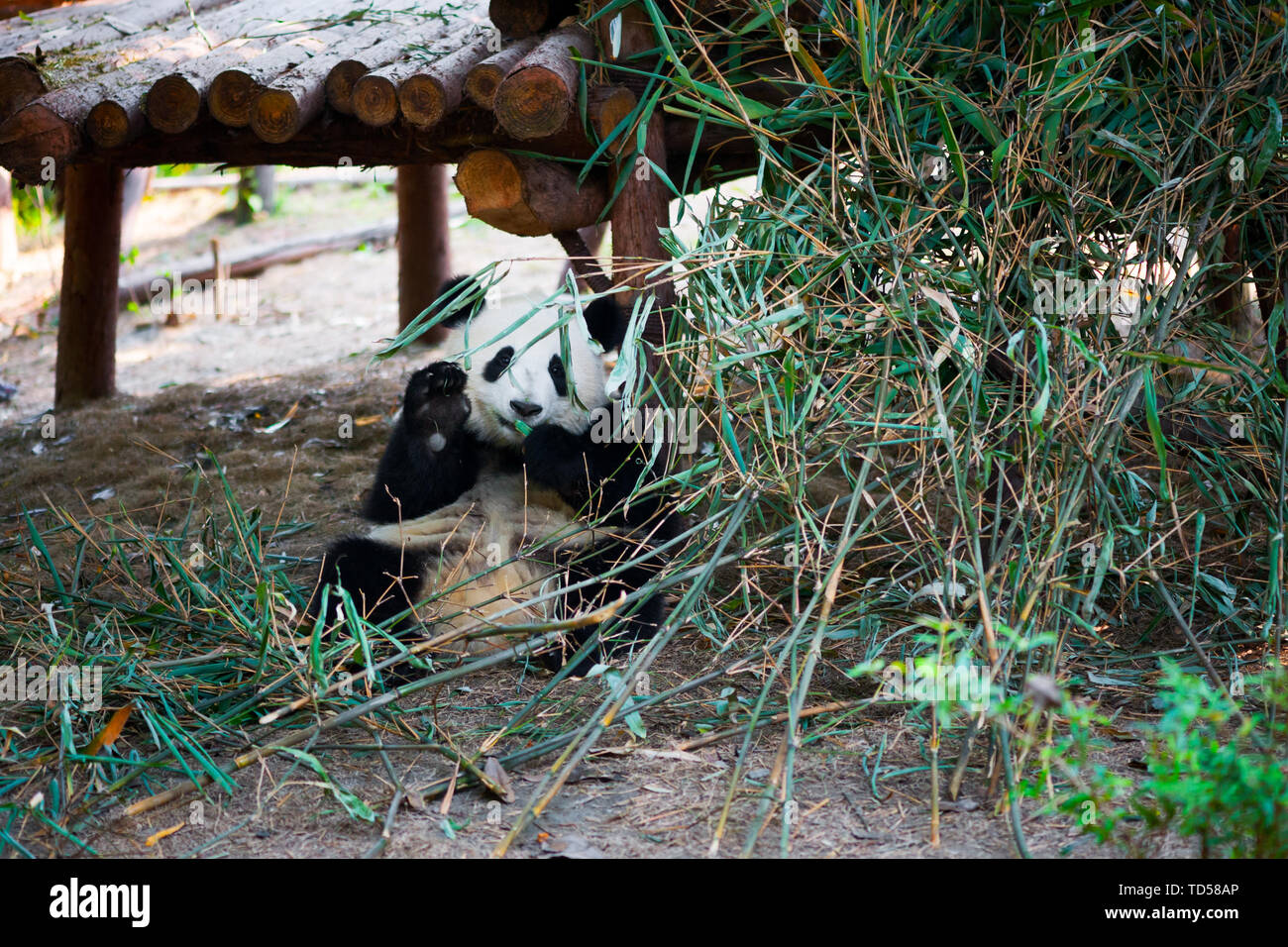 Giant panda tapir and big bear hi-res stock photography and images - Alamy