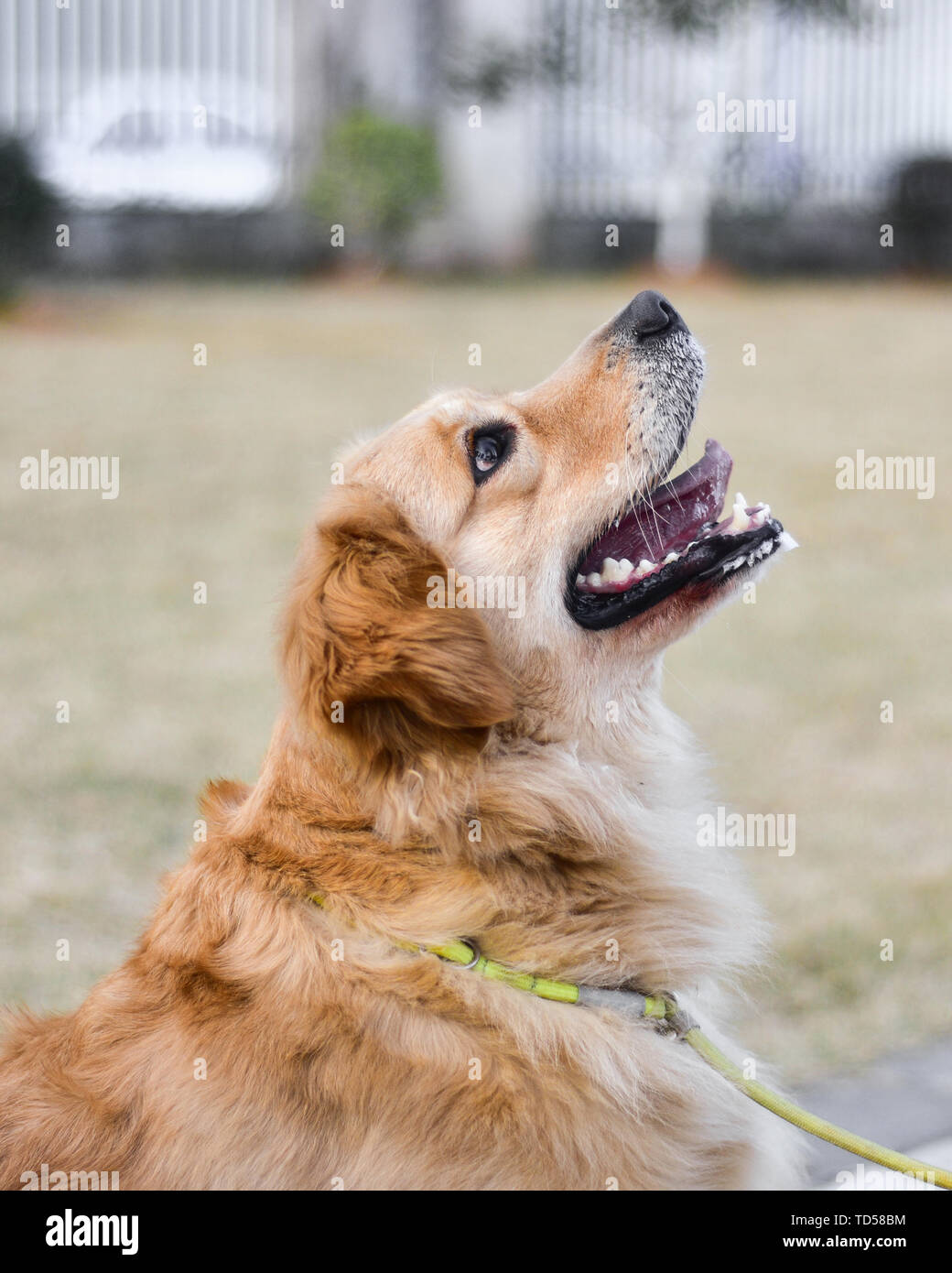 A cute golden dog Stock Photo - Alamy