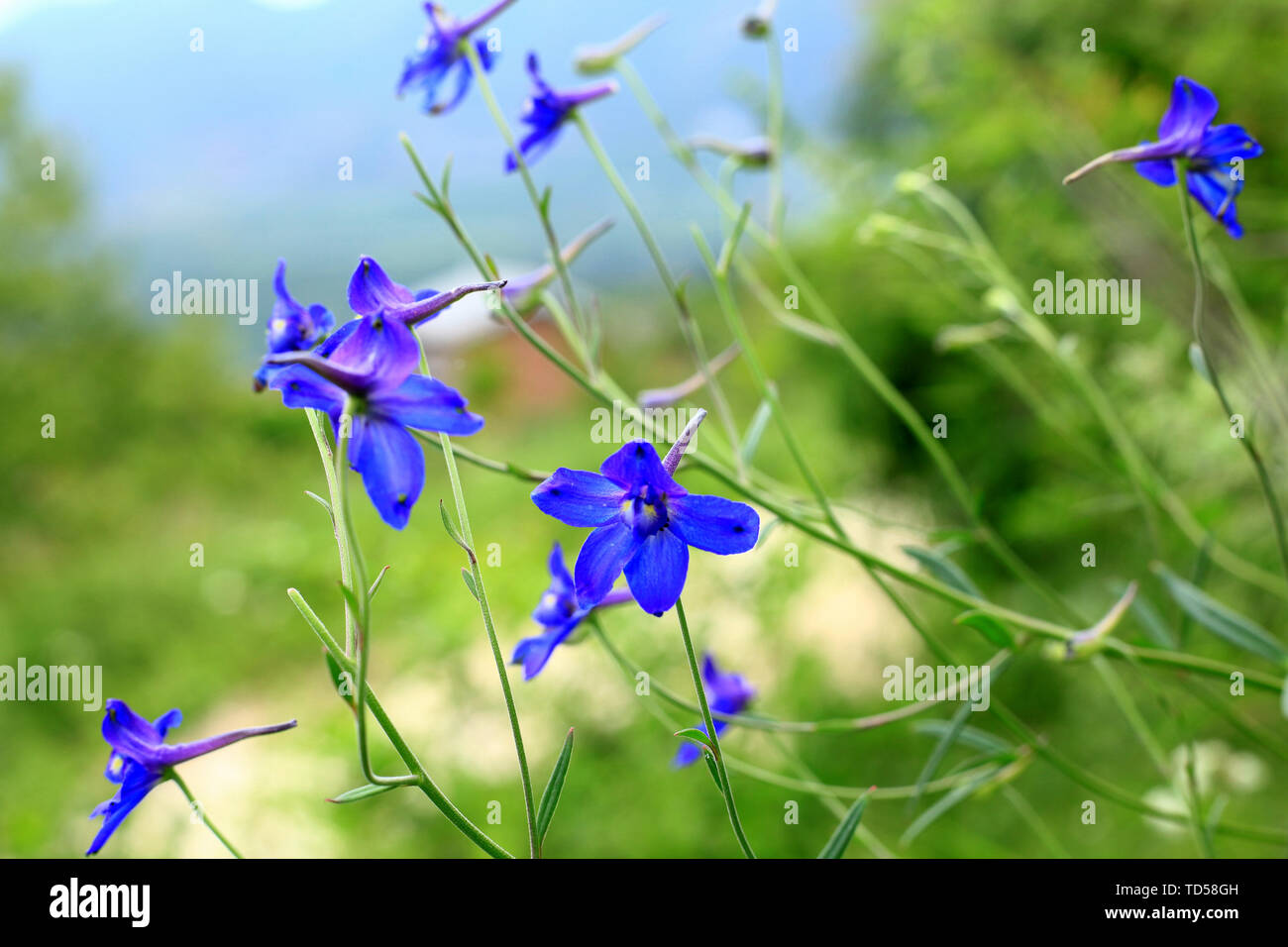 Shangri-La white land, wild flowers, Yunnan Stock Photo - Alamy