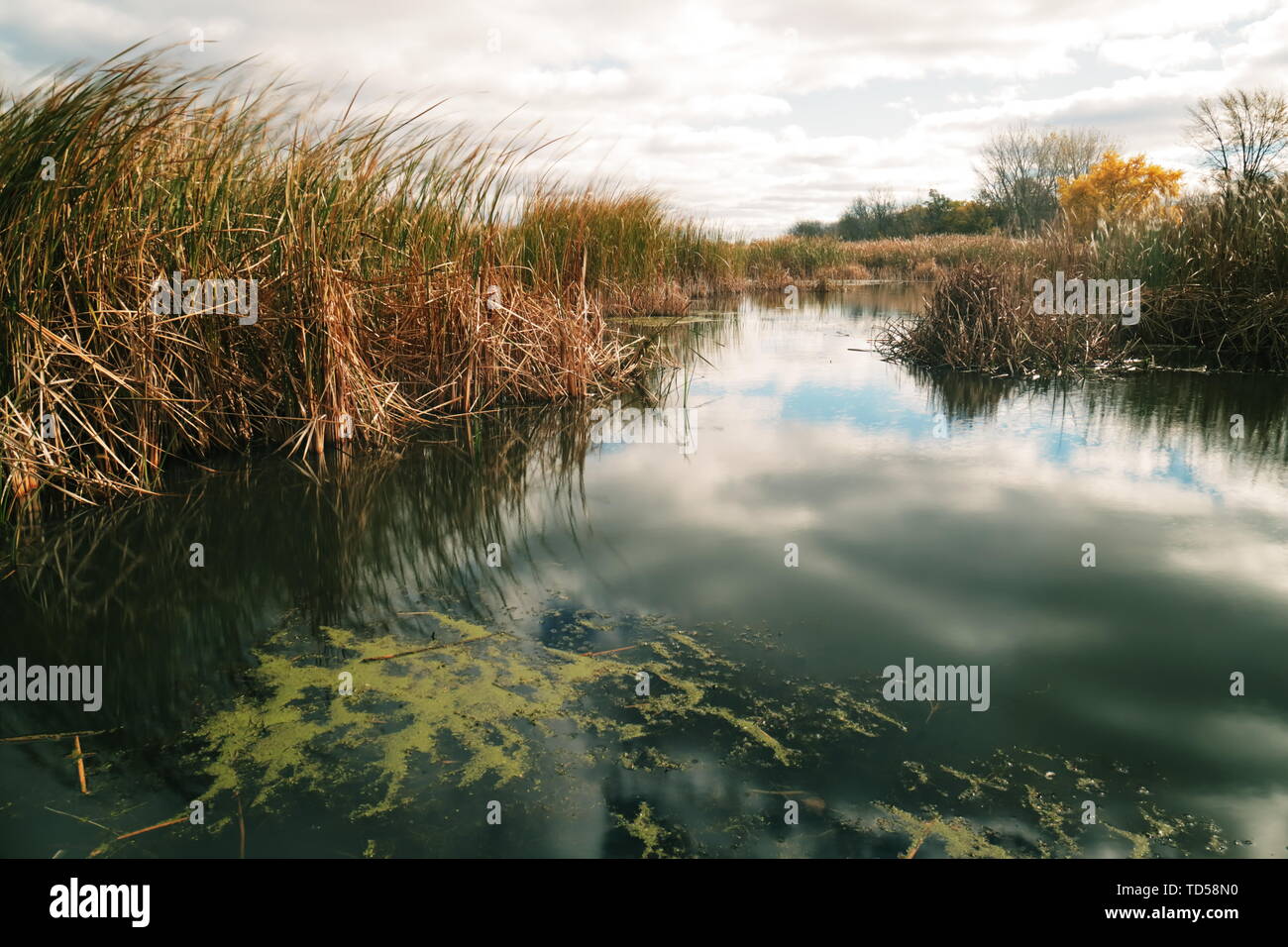 Coastal marsh hi-res stock photography and images - Alamy