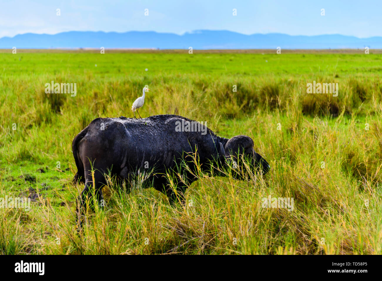 African wild buffalo Stock Photo - Alamy
