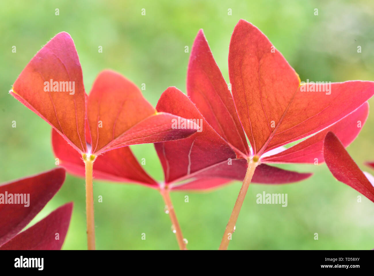 Triangular leaf hi-res stock photography and images - Alamy