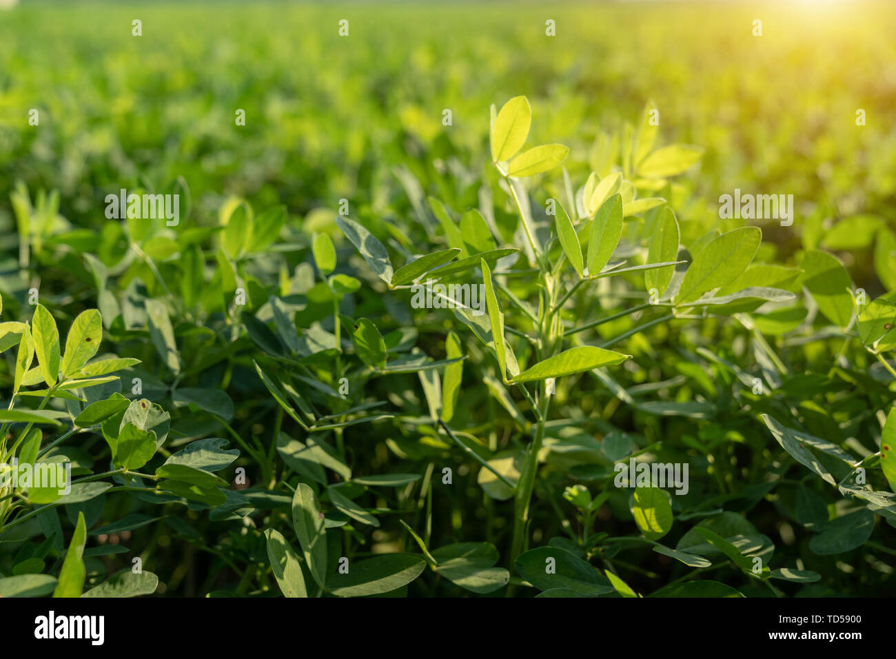 Peanut leaves hi-res stock photography and images - Alamy