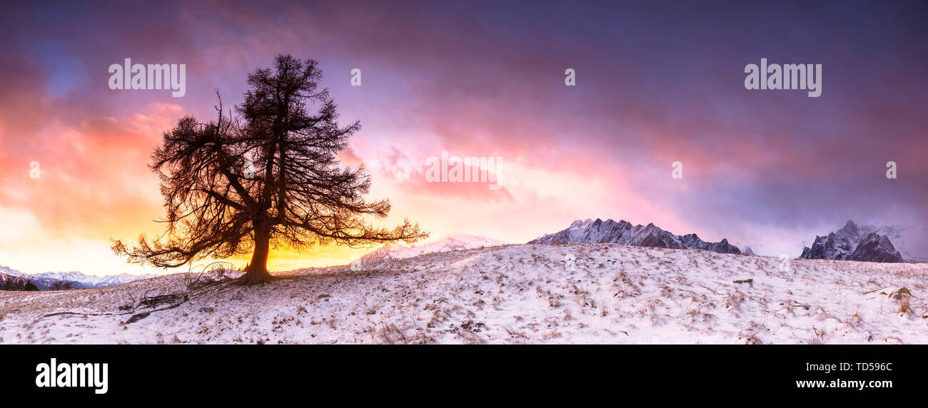 Lonely tree at sunset, Valmasino, Valtellina, Lombardy, Italy, Europe ...