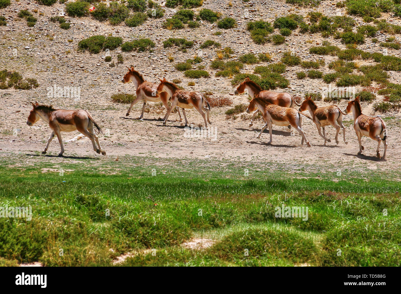 Tibetan wild donkey hi-res stock photography and images - Alamy