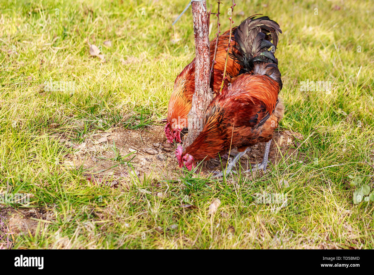 Free-range farm chickens Stock Photo - Alamy