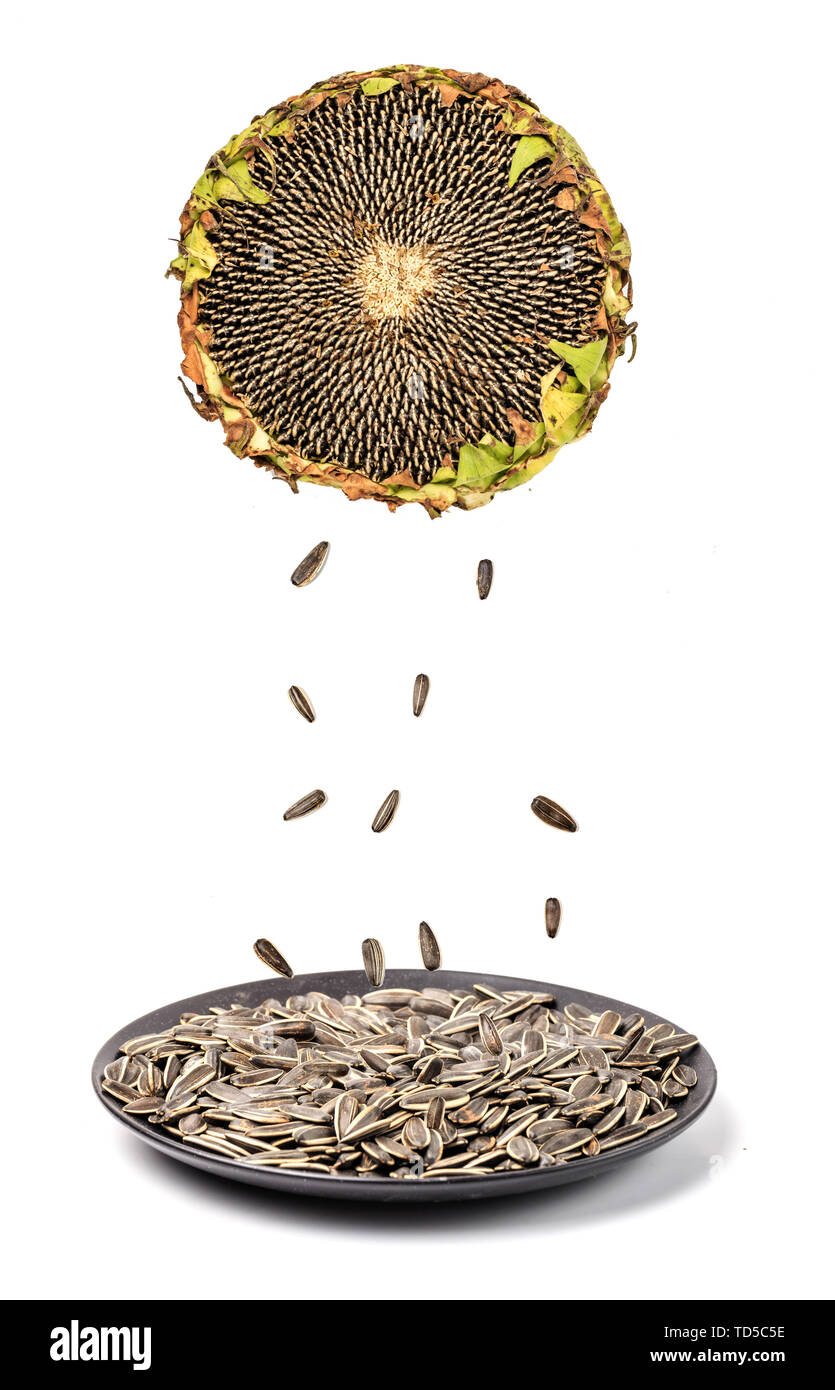 The fruit of the sunflower Stock Photo - Alamy