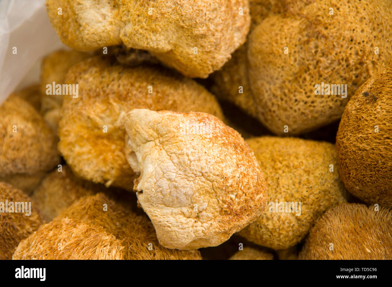 Monkey head mushrooms hi-res stock photography and images - Alamy