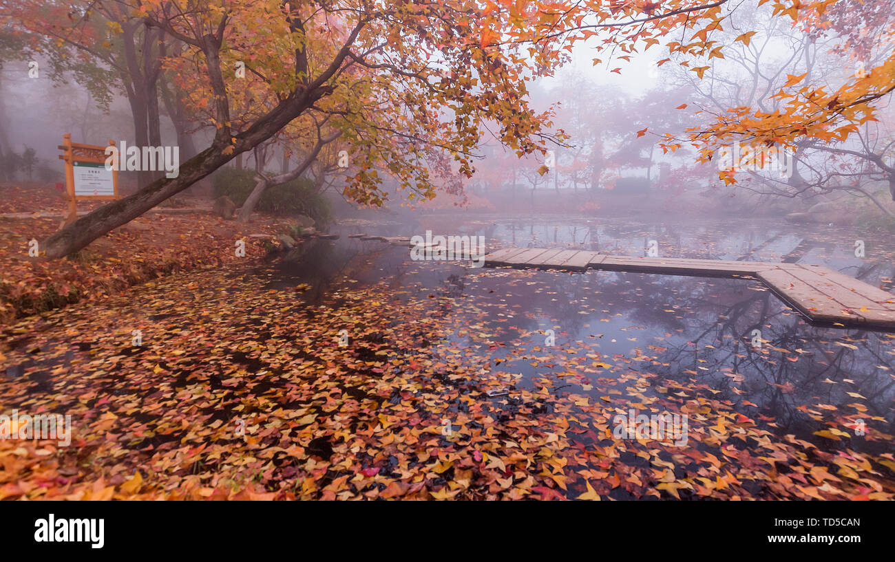 Late autumn season, Suzhou garden, Tianping Mountain, red maple, fog ...